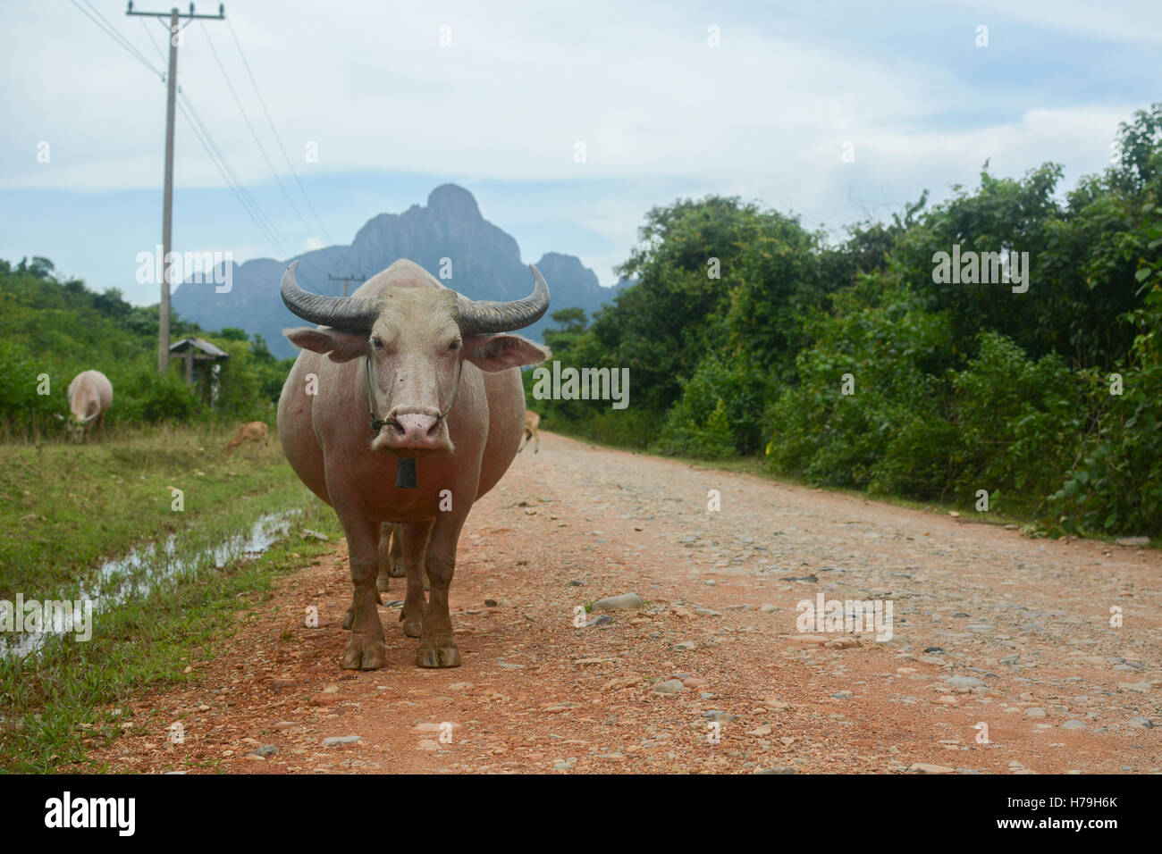 Water Buffalo on the side of the road Stock Photo - Alamy