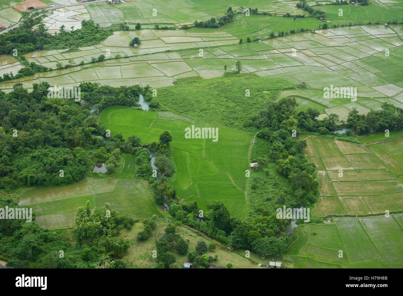 Rice fields from above Stock Photo - Alamy