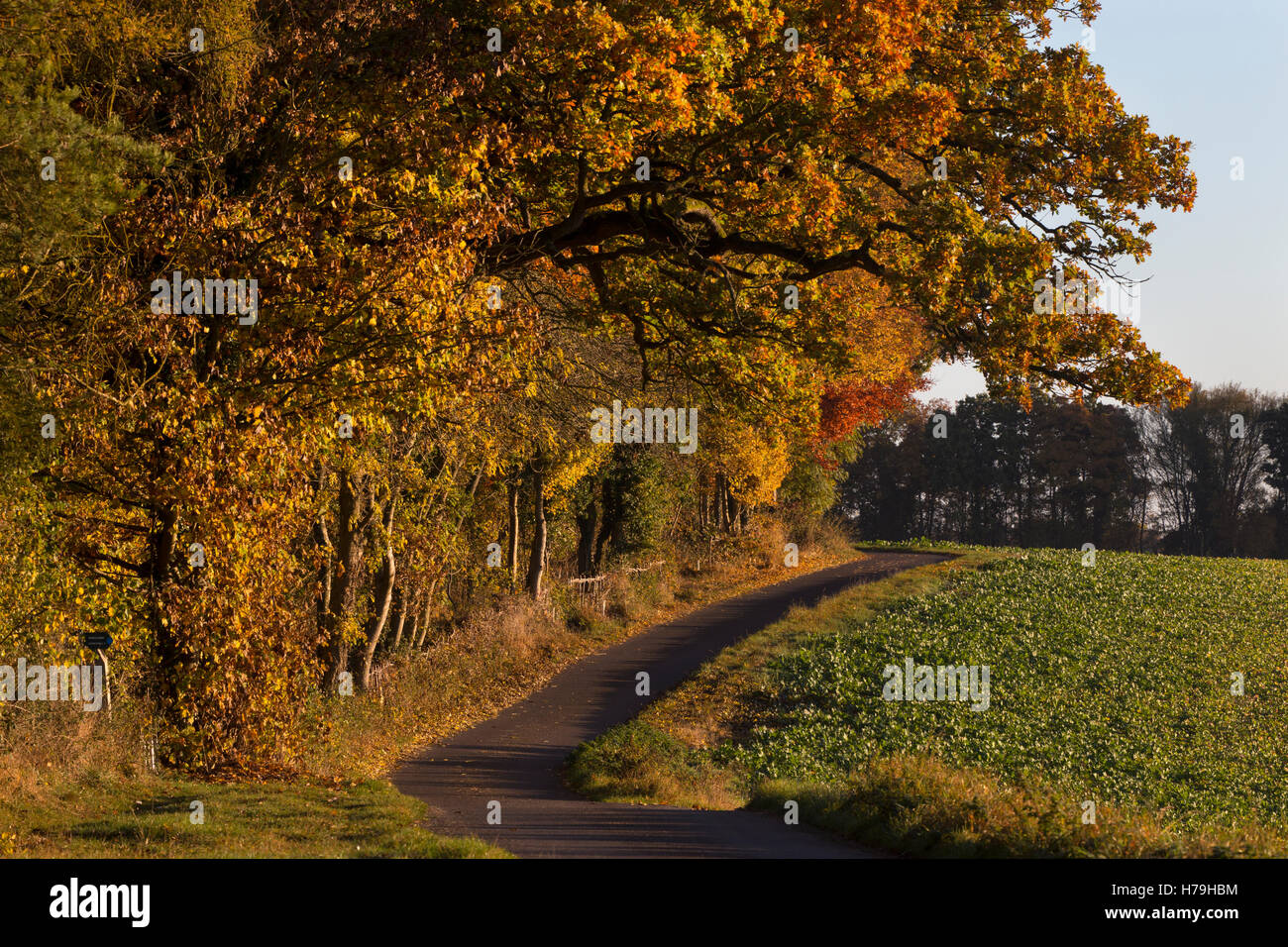 Autumn Country Road in English countryside Stock Photo - Alamy