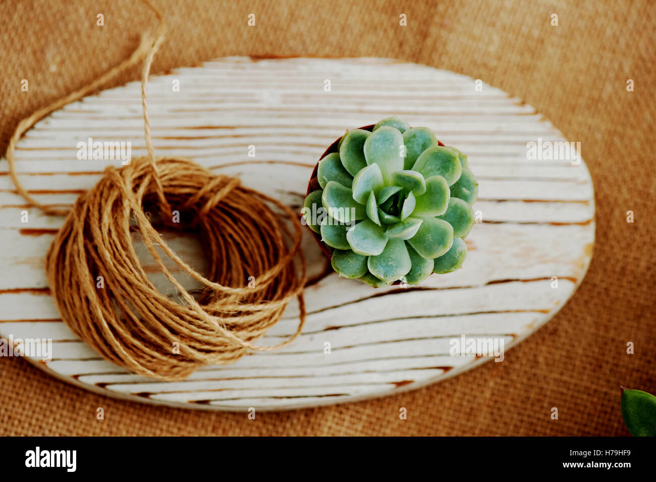 Succulent in a pot, on a background of burlap and distressed white ...