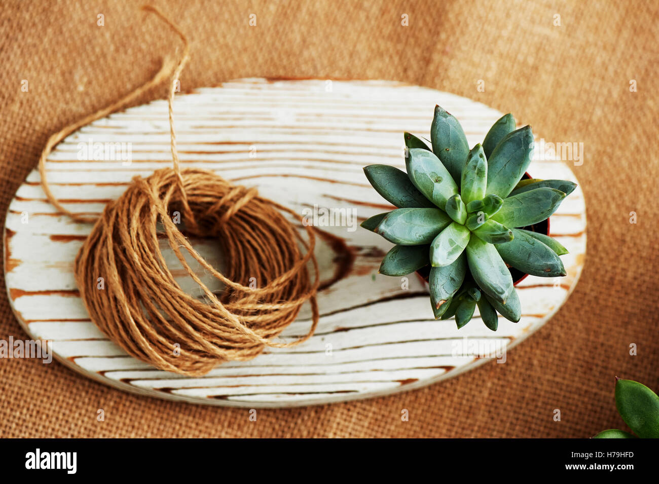 Succulent in a pot, on a background of burlap and distressed white ...