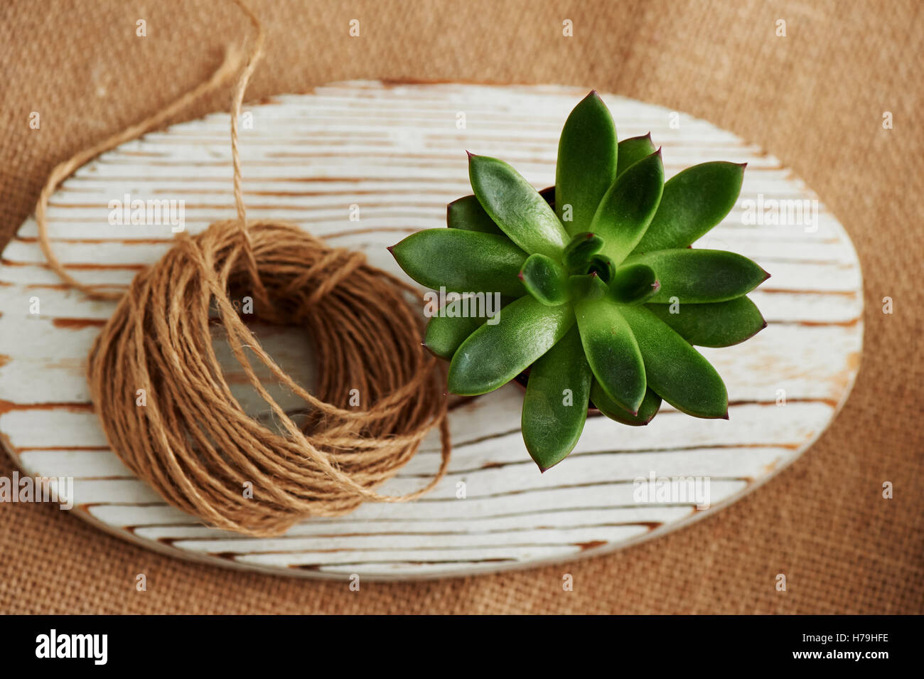 Succulent in a pot, on a background of burlap and distressed white ...