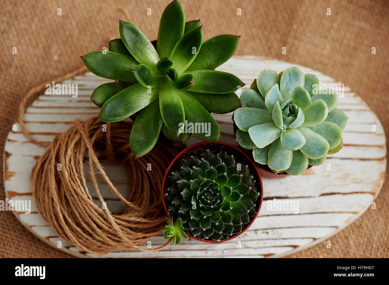 Succulent in a pot, on a background of burlap and distressed white ...