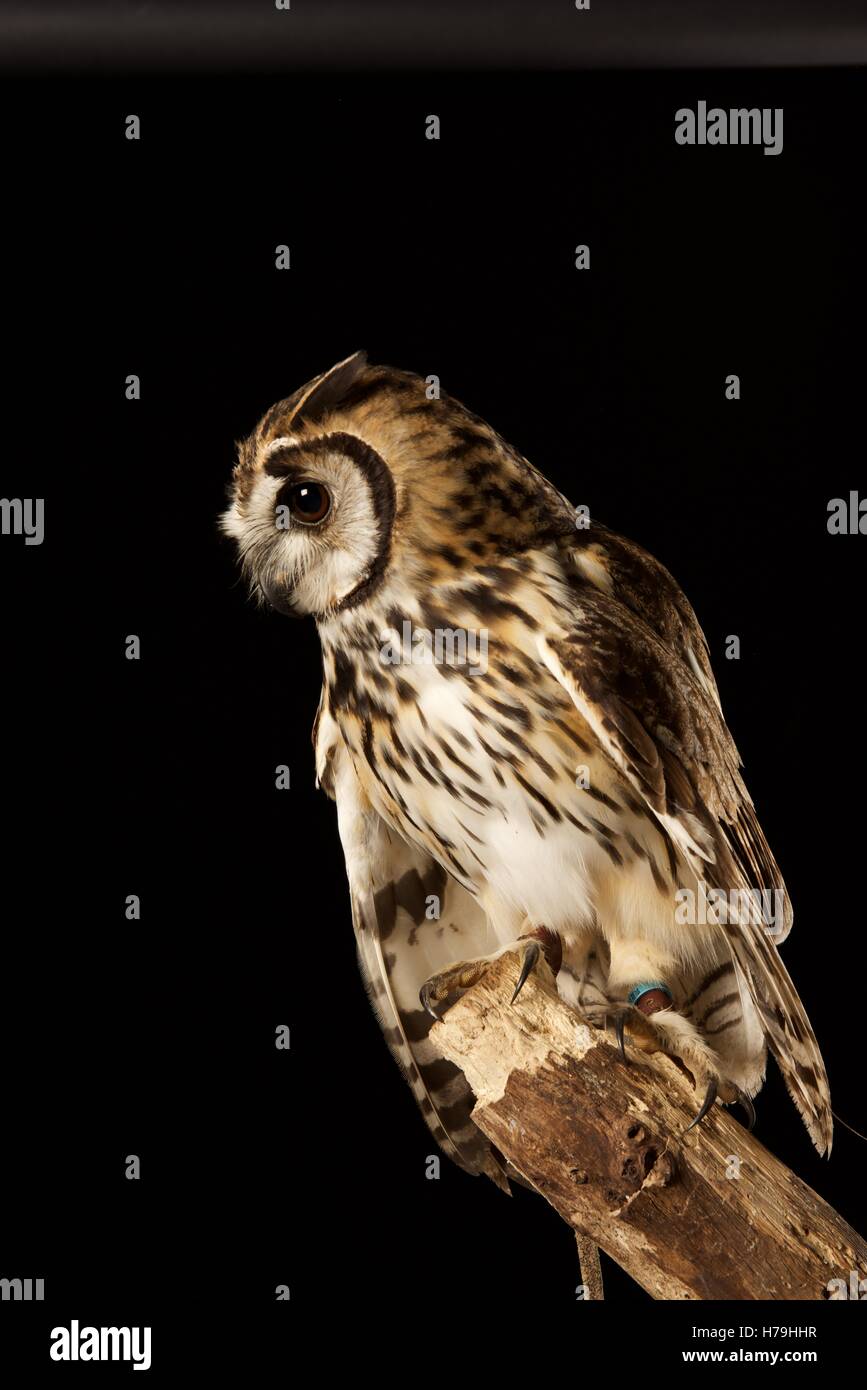 Striped Owl High Resolution Stock Photography and Images - Alamy