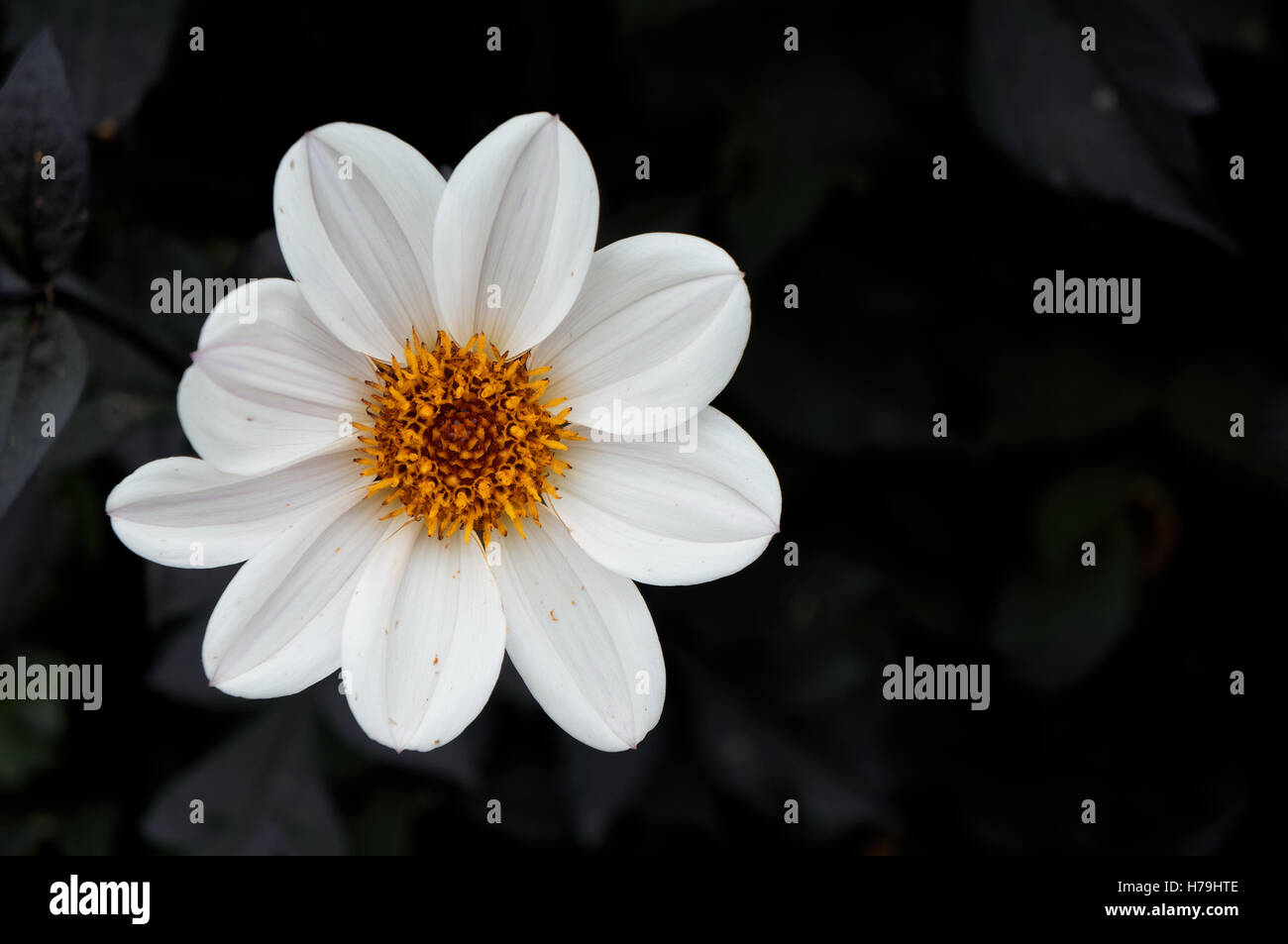 Single White Dahlia Stock Photo - Alamy