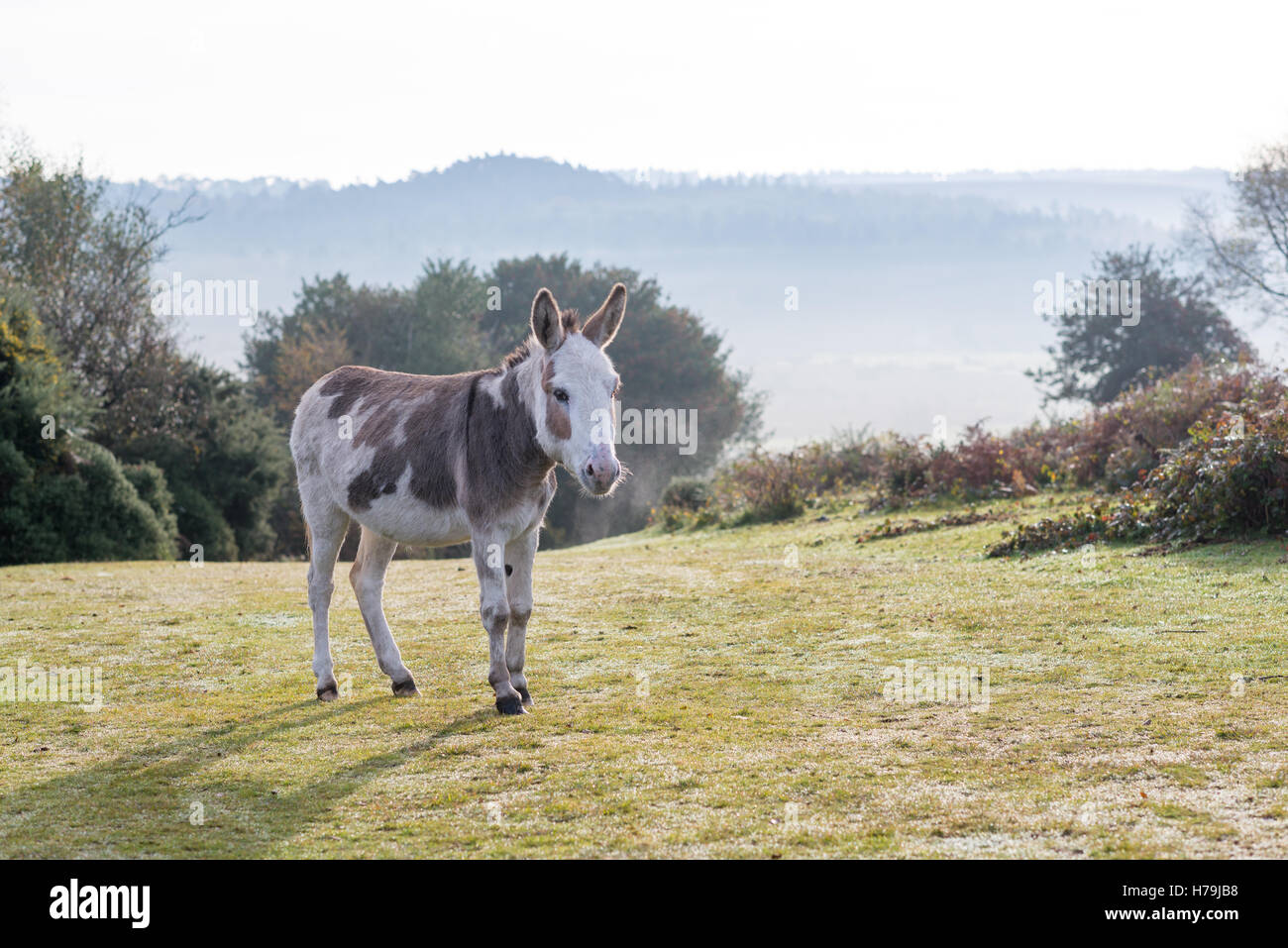 New forest donkey hi-res stock photography and images - Alamy