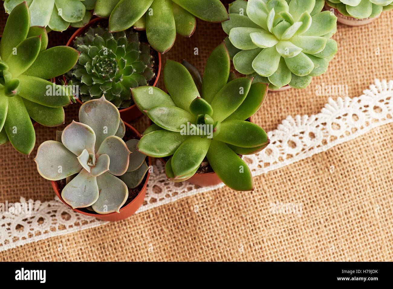 Arrangement of various succulents on a background of burlap, treated ...