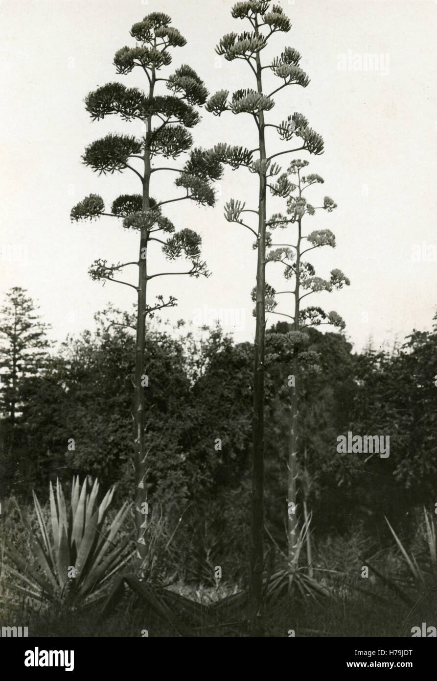 Agave in flower, Sicily, Italy Stock Photo - Alamy