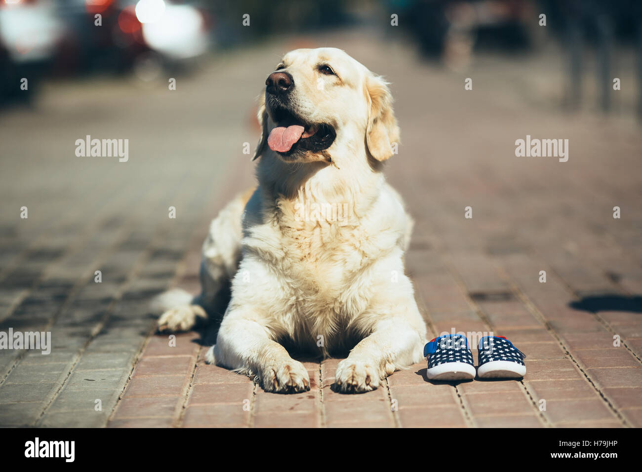 dog waiting for the owner Stock Photo - Alamy