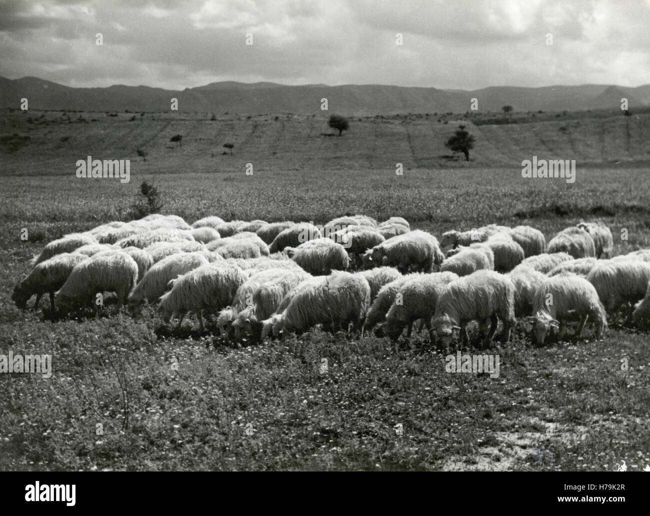 Grazing sheep, Siliqua, Sardenia, Italy Stock Photo - Alamy