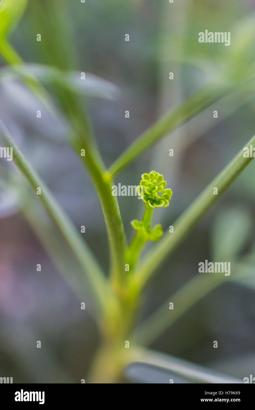Houseplants outside rain hi-res stock photography and images - Alamy