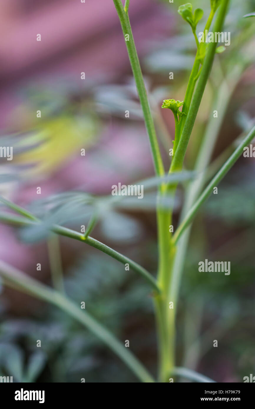 macro detail of a rue herb plant Stock Photo - Alamy