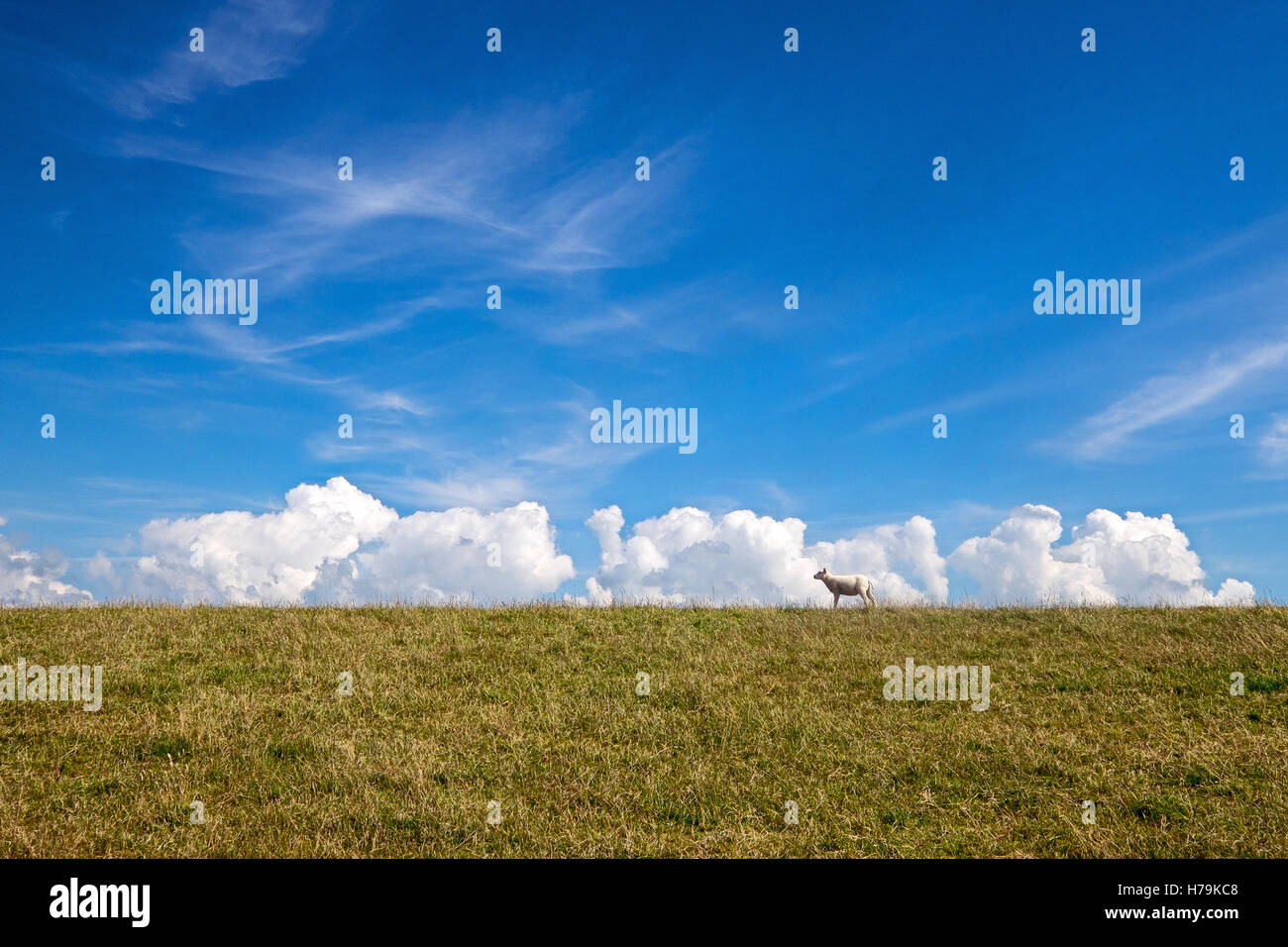 Sheep on a Dutch Dyke Stock Photo - Alamy Sheep on a Dutch Dyke Stock Photo - Alamy