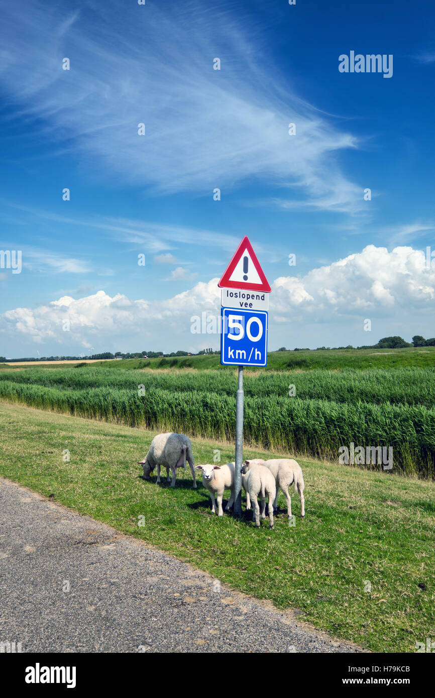 Sheep on a Dutch Dyke Stock Photo - Alamy Sheep on a Dutch Dyke Stock Photo - Alamy