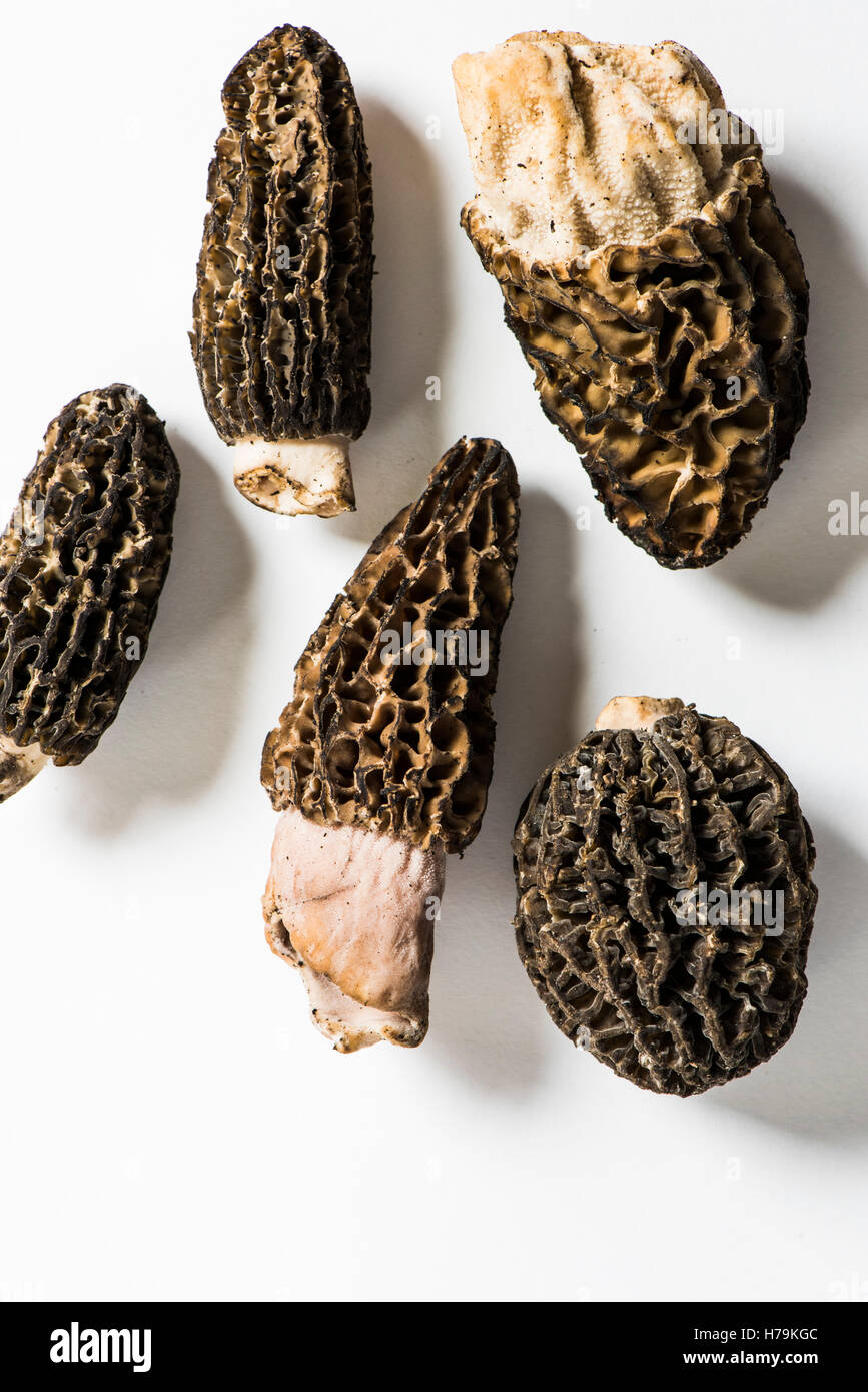 Morel mushrooms hi-res stock photography and images - Alamy