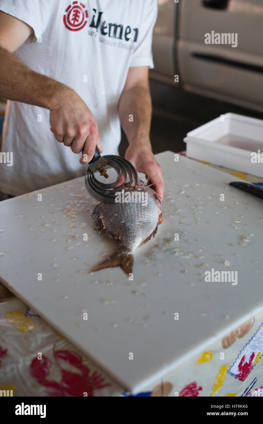 Scaling a whole fish Stock Photo - Alamy Scaling a whole fish Stock Photo - Alamy
