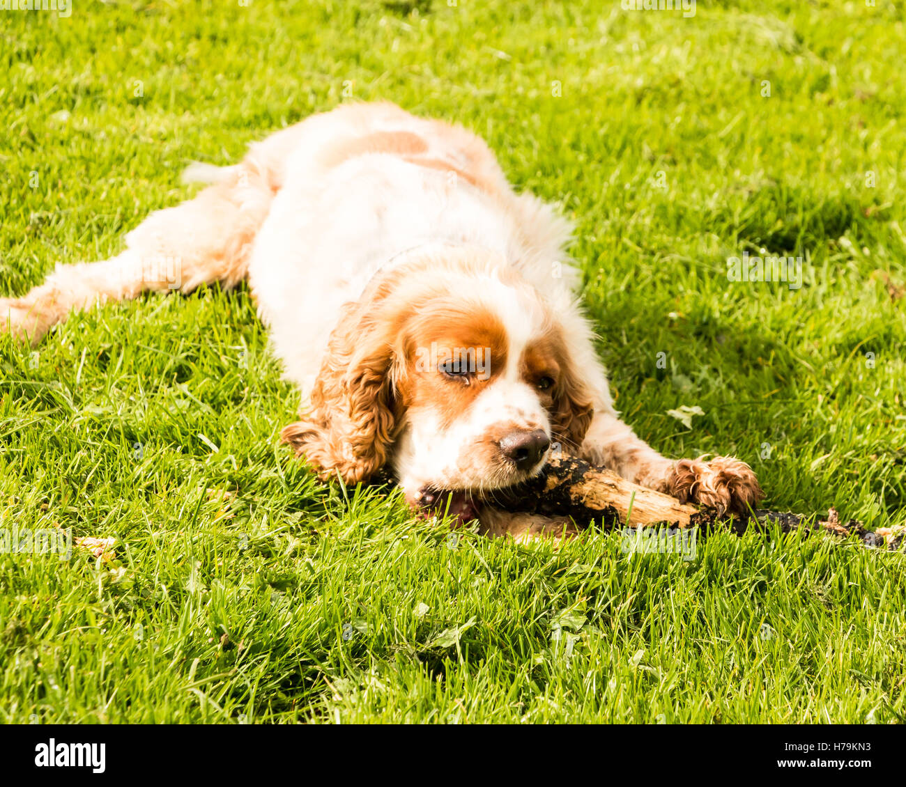 Friendly orange roan cocker spaniel pet dog playing in the park Stock ...