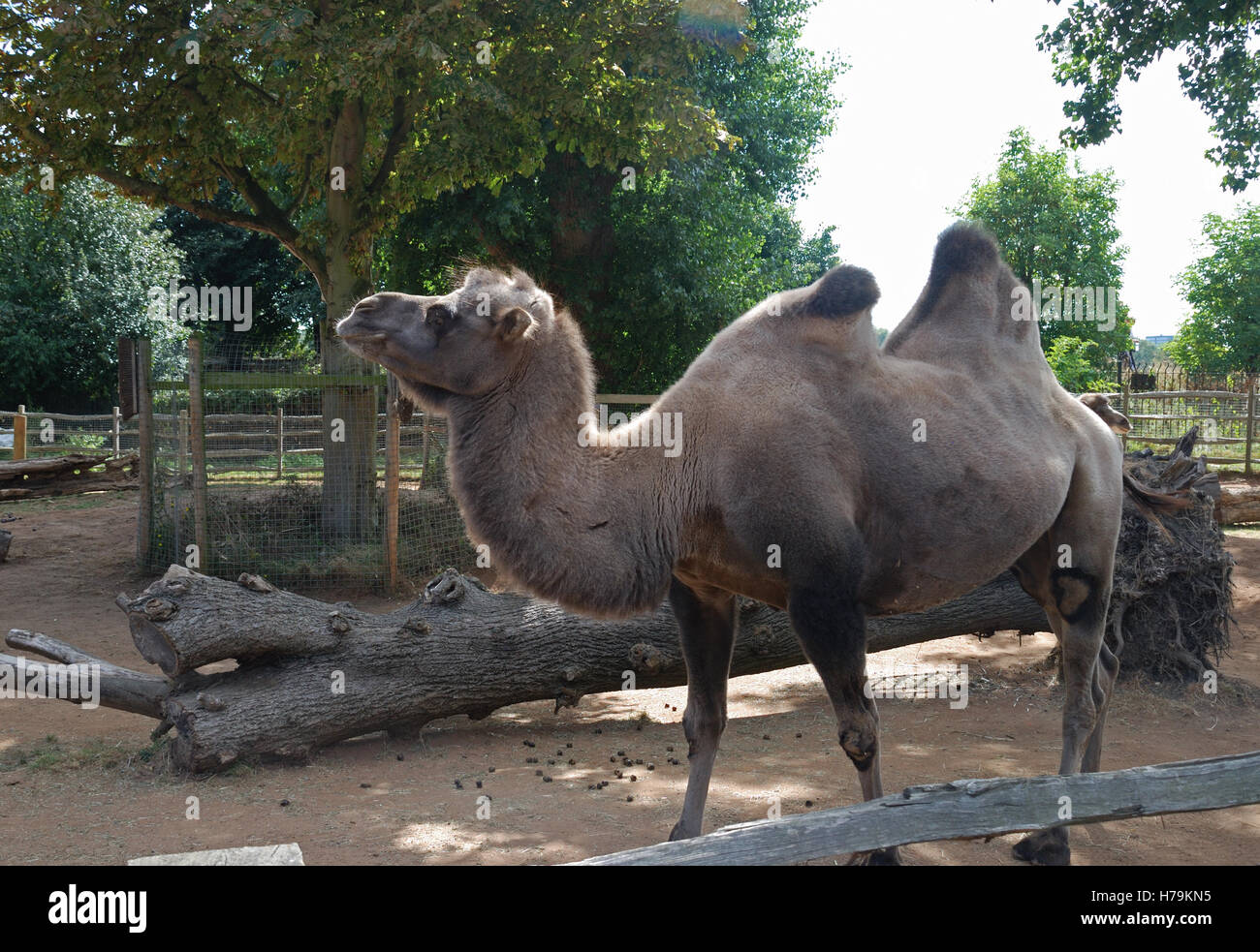 Camel at London Zoo, UK Stock Photo - Alamy