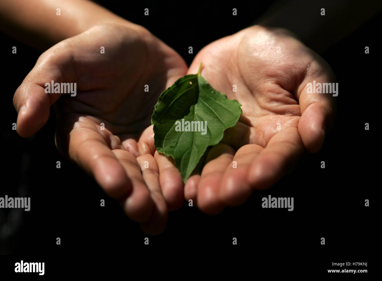 Hands holding leaf Stock Photo - Alamy
