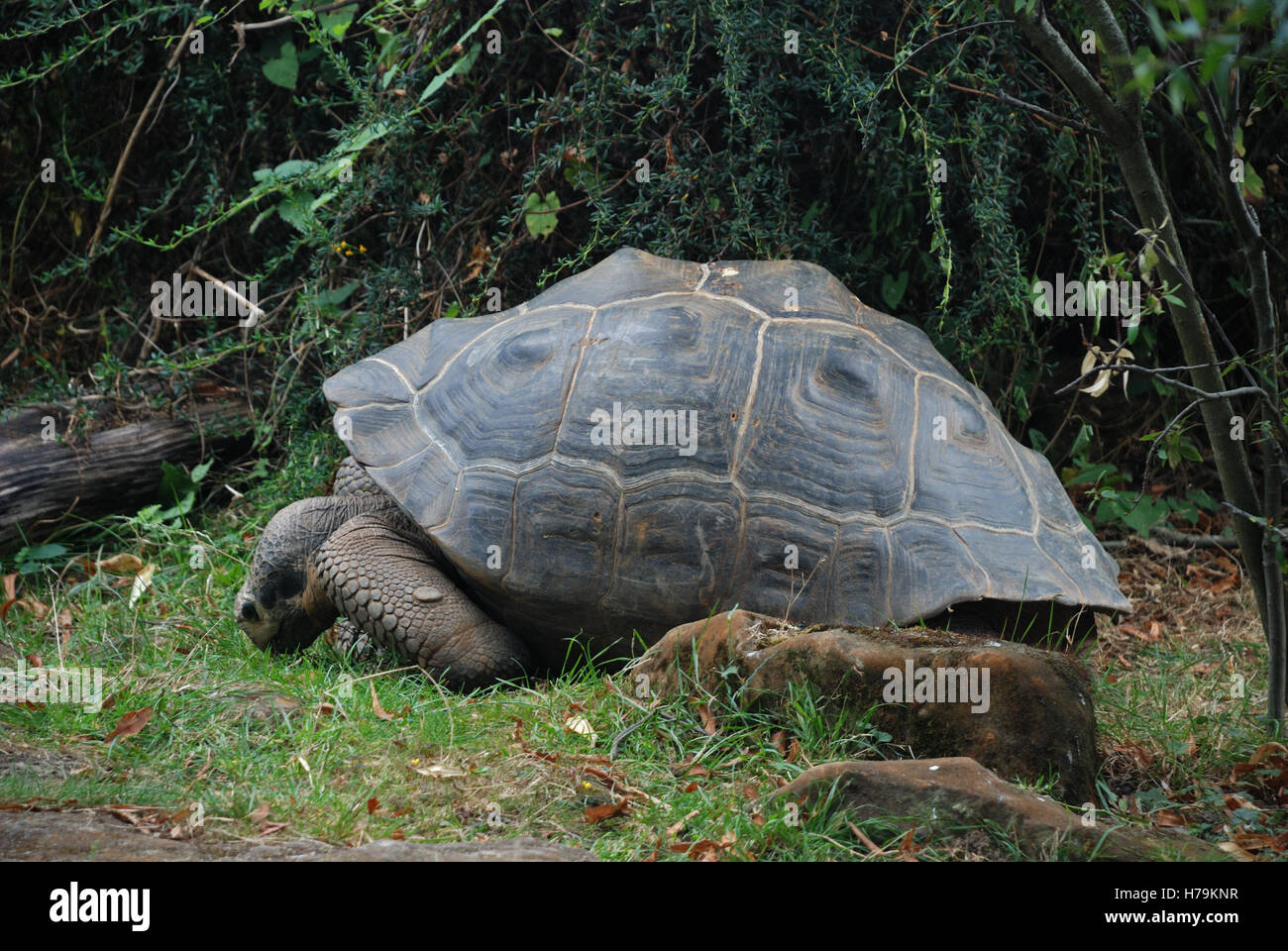 At london zoo the turtle hi-res stock photography and images - Alamy