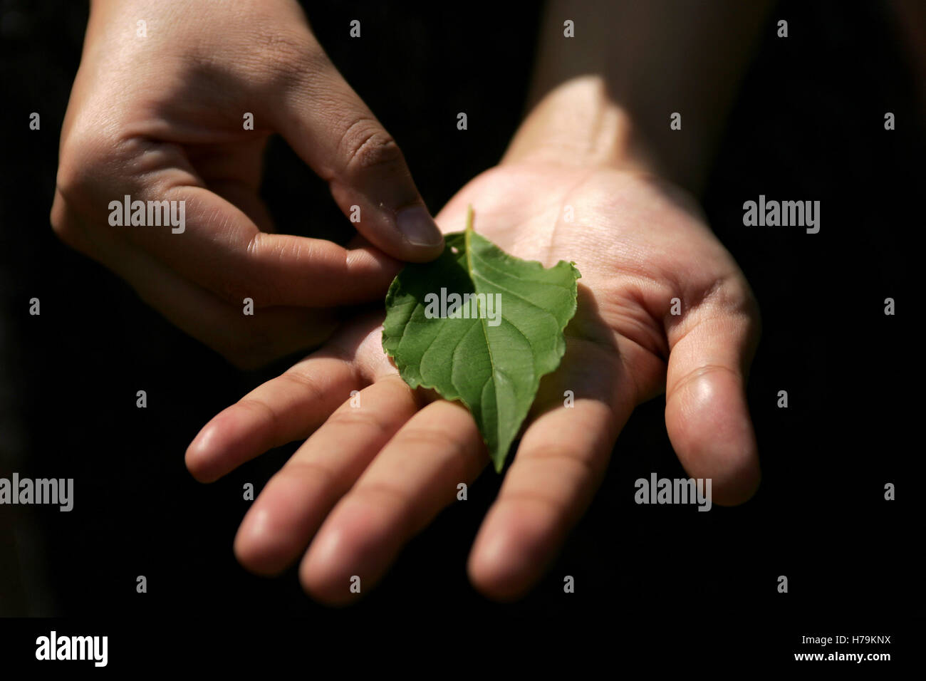Hands holding leaf Stock Photo - Alamy