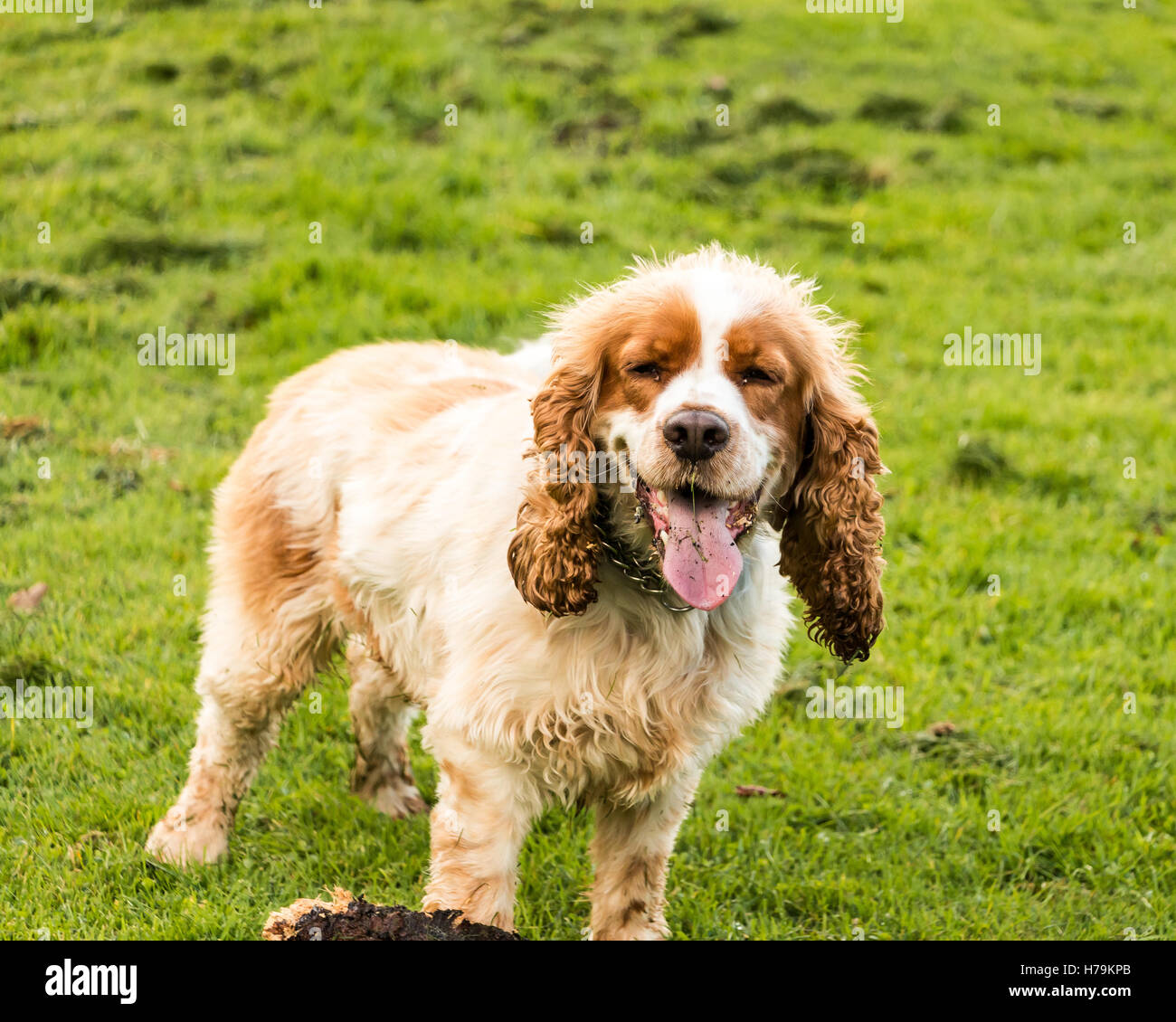 Cocker spaniel orange roan hi-res stock photography and images - Alamy