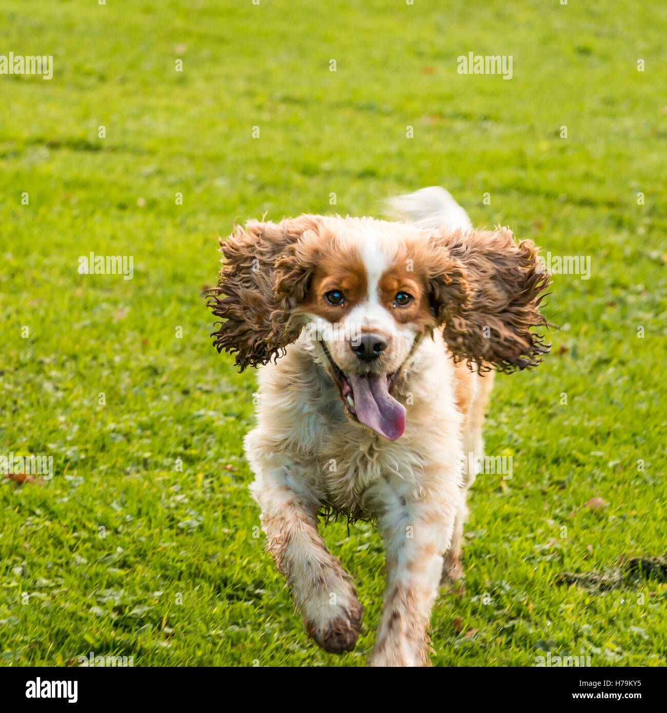 Orange roan cocker spaniel running in the park Stock Photo - Alamy