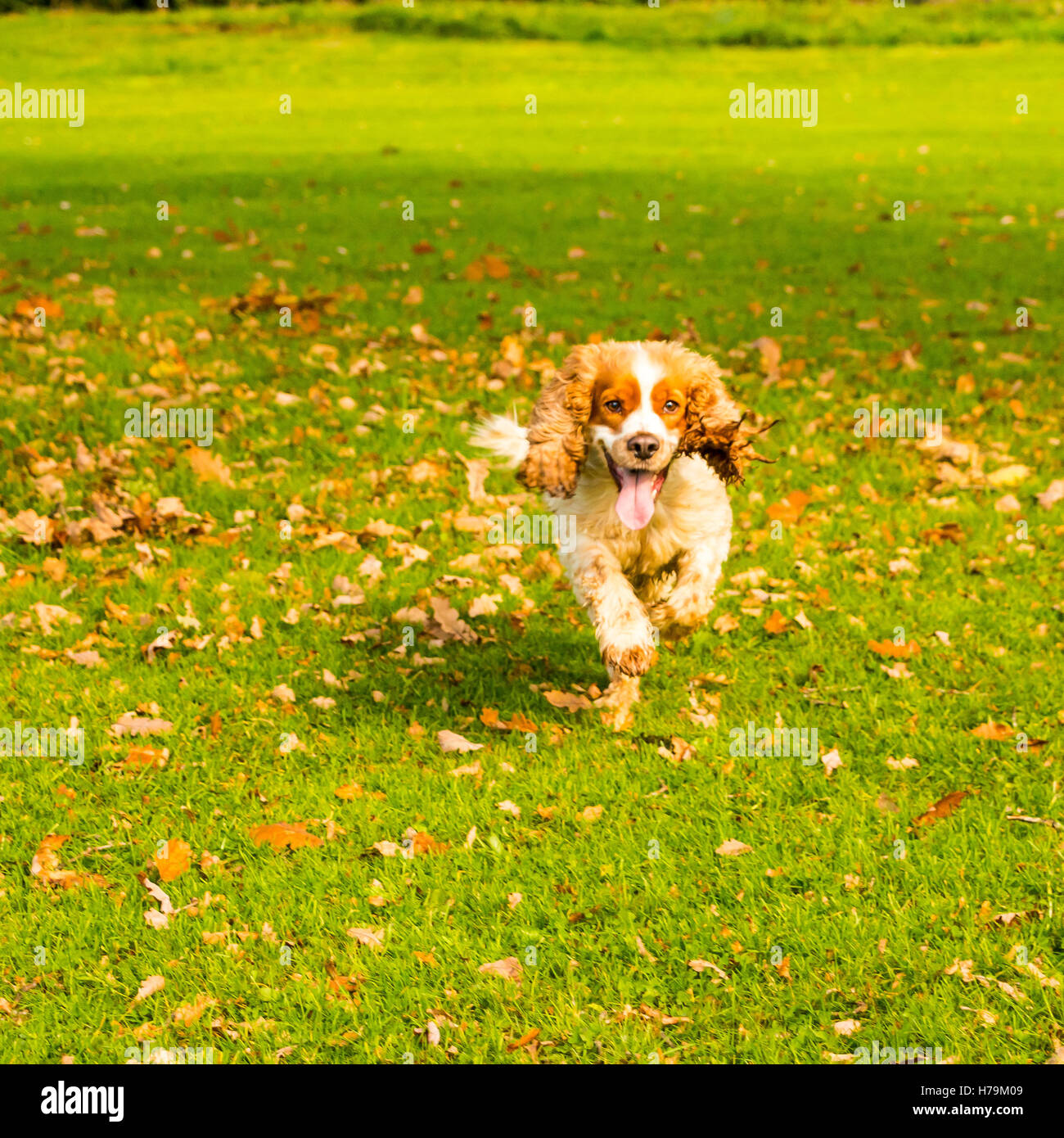 Cocker spaniel orange roan hi-res stock photography and images - Alamy