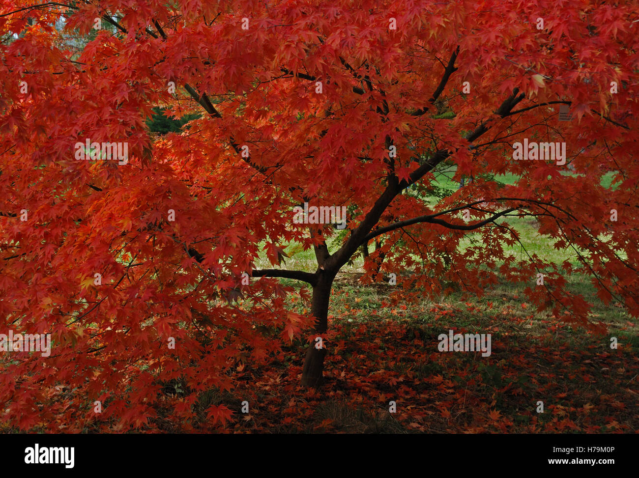 Red Maple tree at Westonbirt Arboretum, UK Stock Photo - Alamy