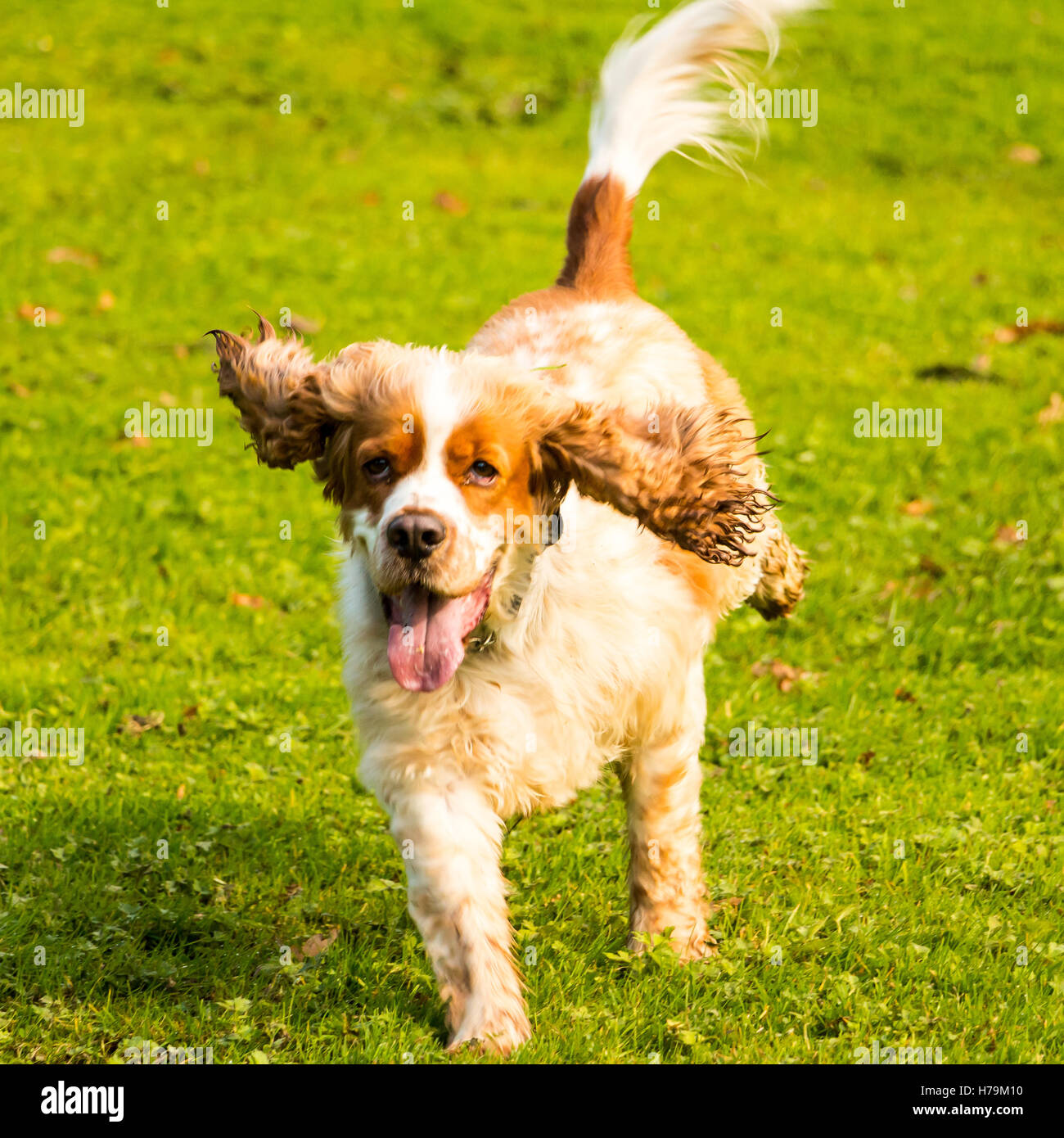 Orange roan cocker spaniel running in the park Stock Photo - Alamy
