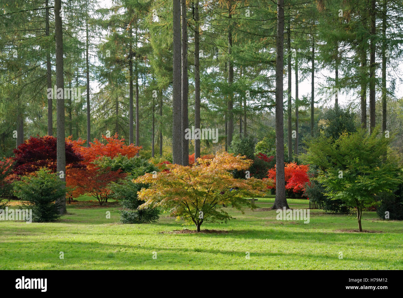 Japanese maple trees hi-res stock photography and images - Alamy