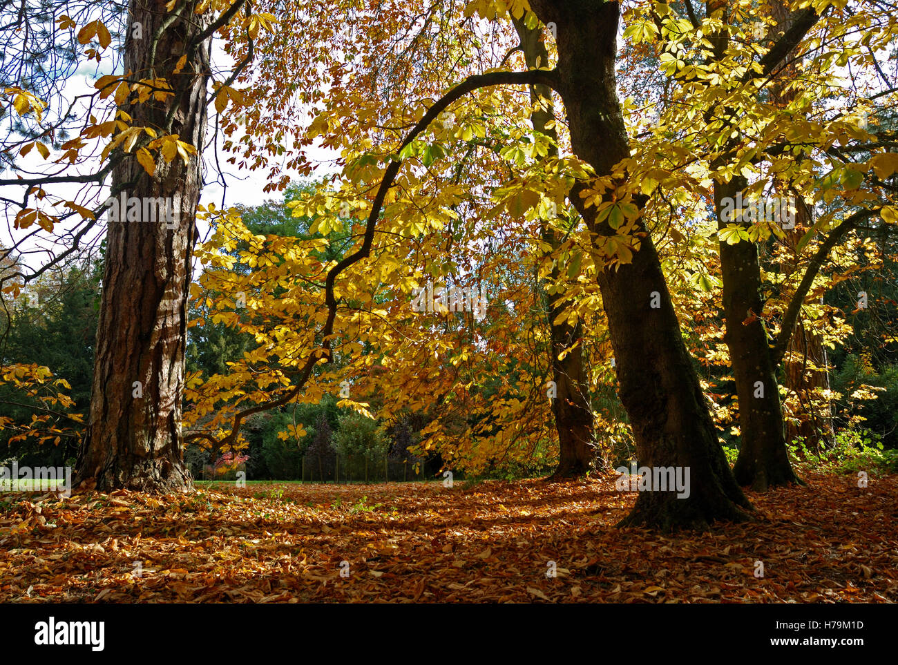 Autumnal trees at Westonbirt Arboretum, UK Stock Photo - Alamy