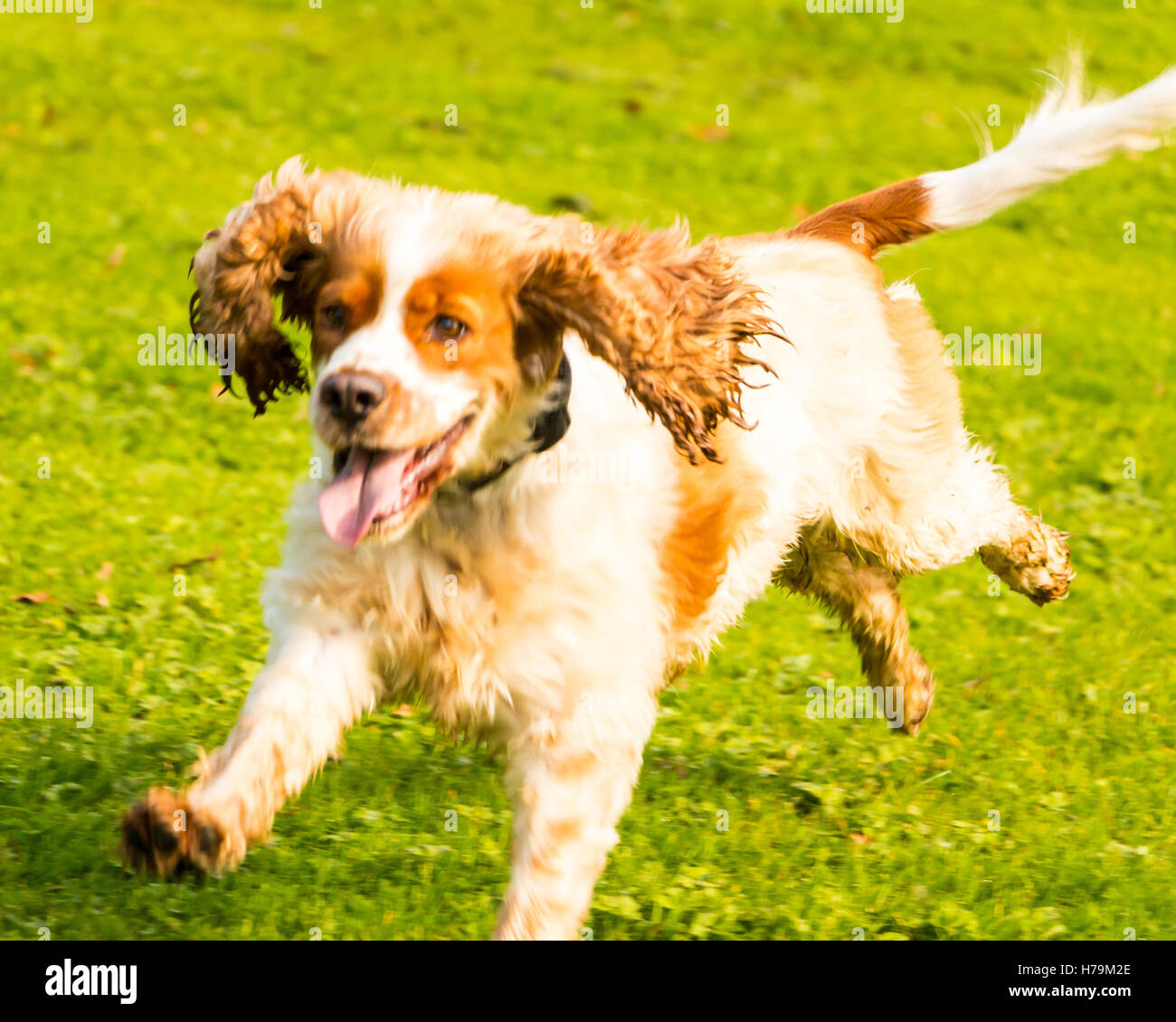 Working spaniel tail hi-res stock photography and images - Alamy