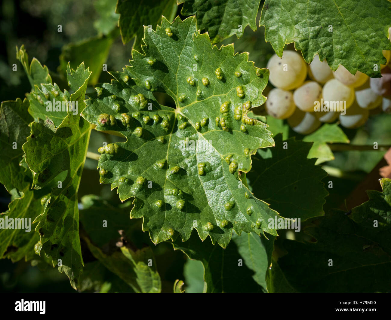 Eriophyes vitis is a mite infecting grape leaves. Disease of the vine. Leaves present puffinesse ...