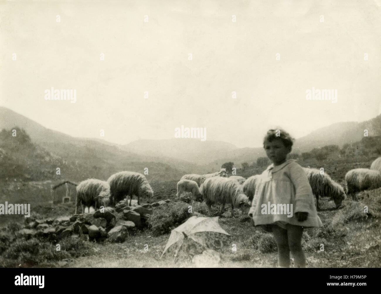 Child with a herd of sheep, Italy Stock Photo - Alamy