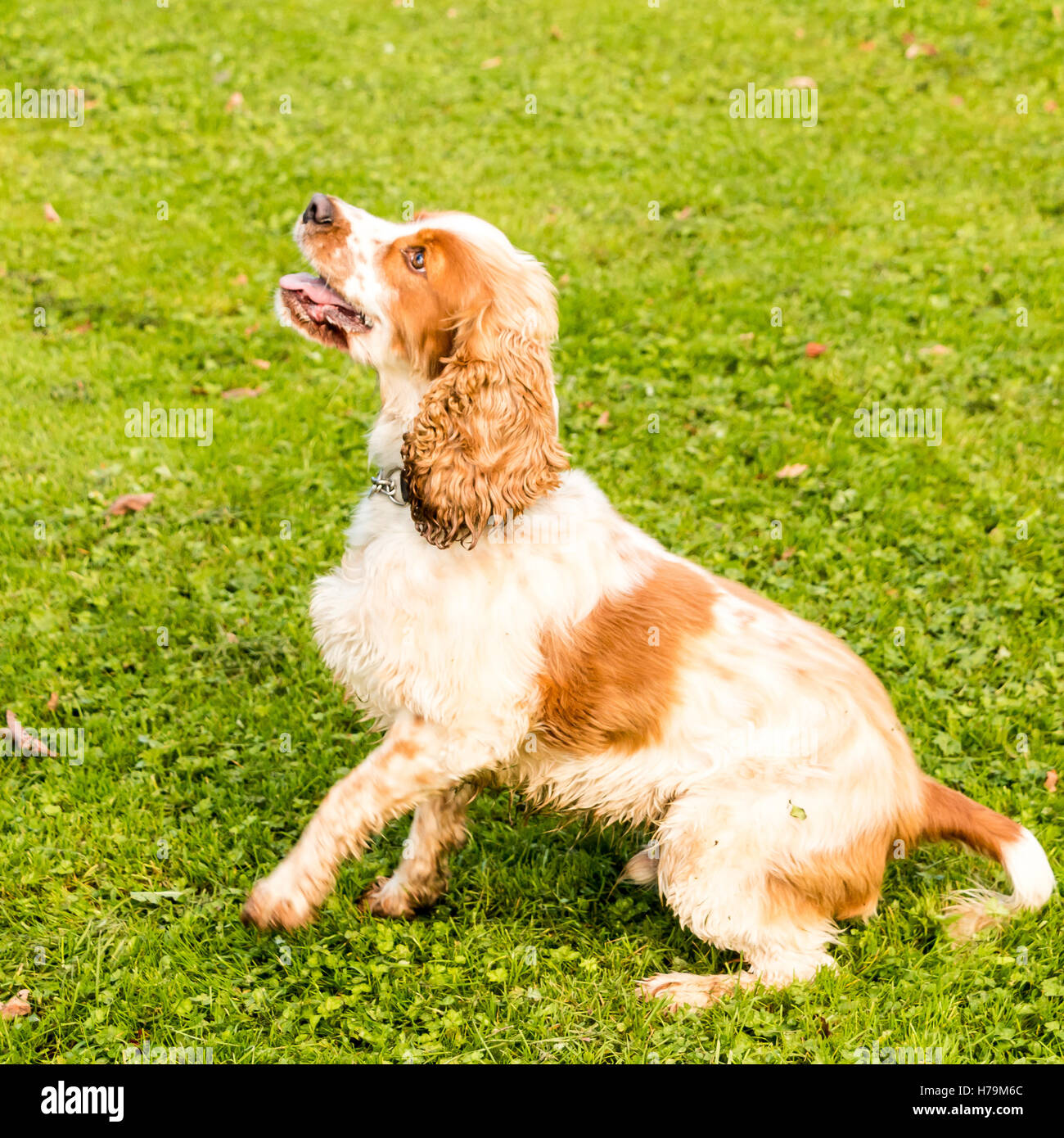 Friendly orange roan cocker spaniel pet dog playing in the park Stock ...