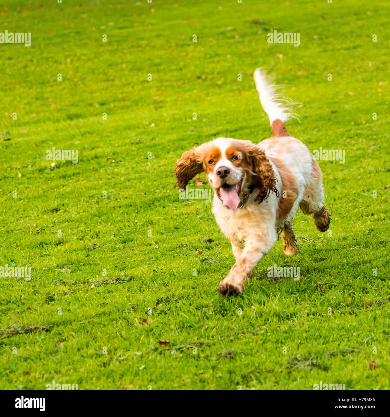 Long eared dog hi-res stock photography and images - Alamy
