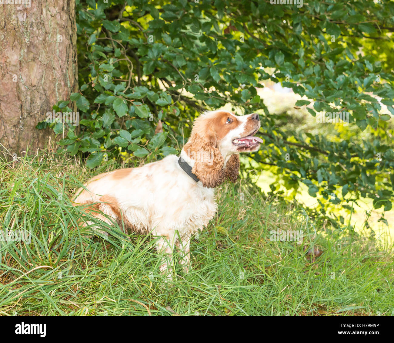 Working spaniel tail hi-res stock photography and images - Alamy