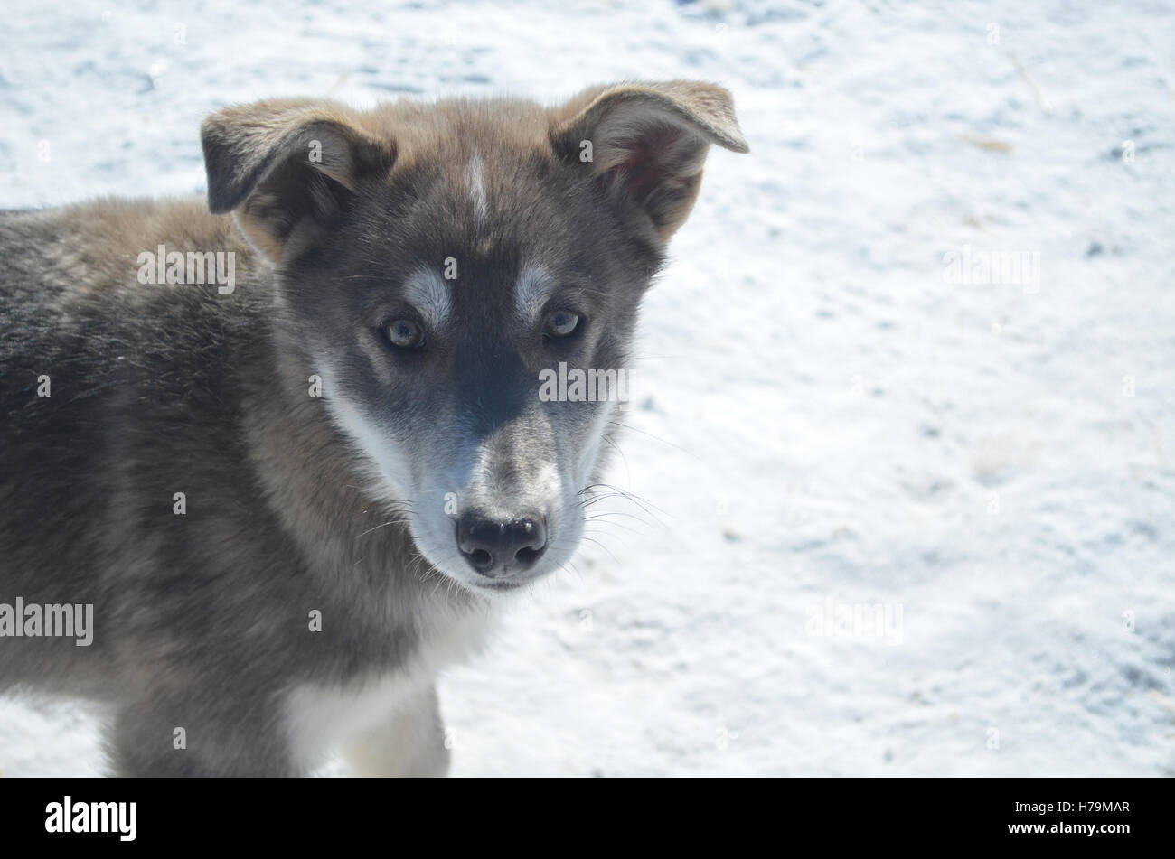 Cute gray Siberian husky puppy dog Stock Photo - Alamy