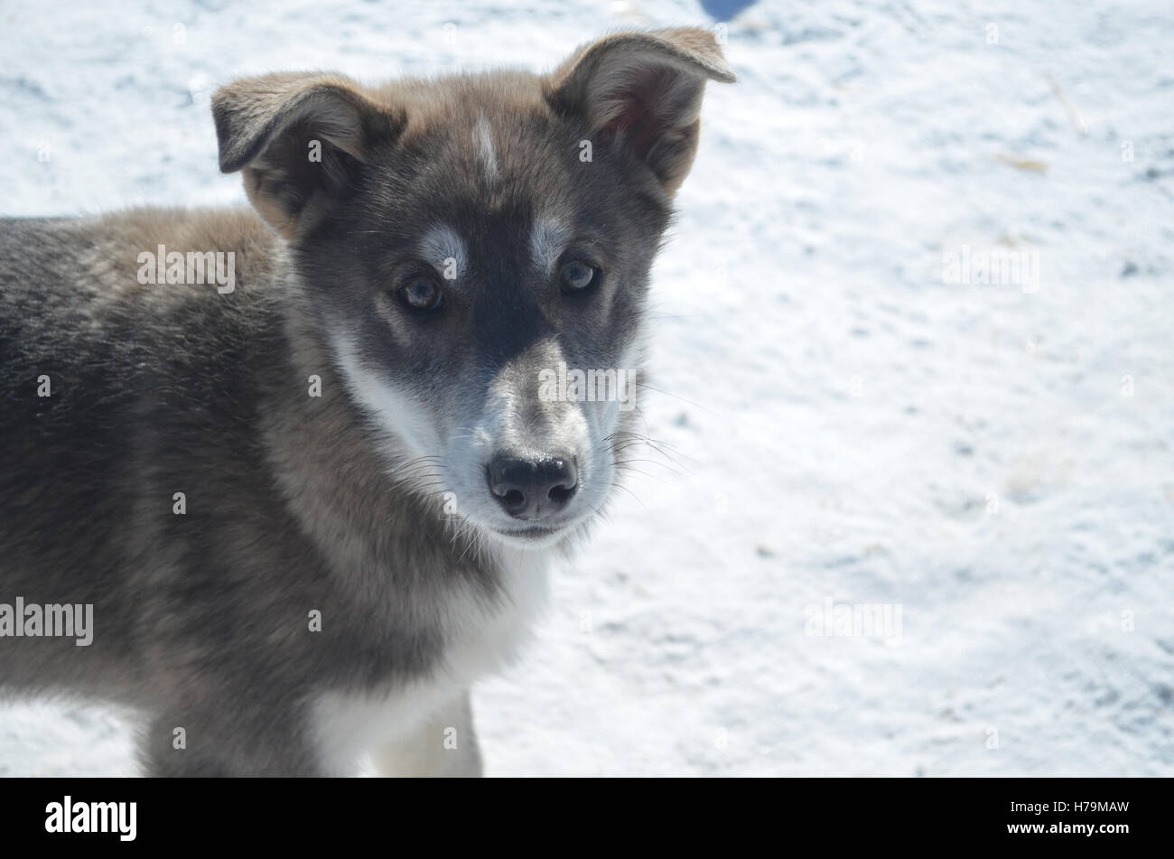 Cute grey Siberian husky dog with a sweet face Stock Photo - Alamy