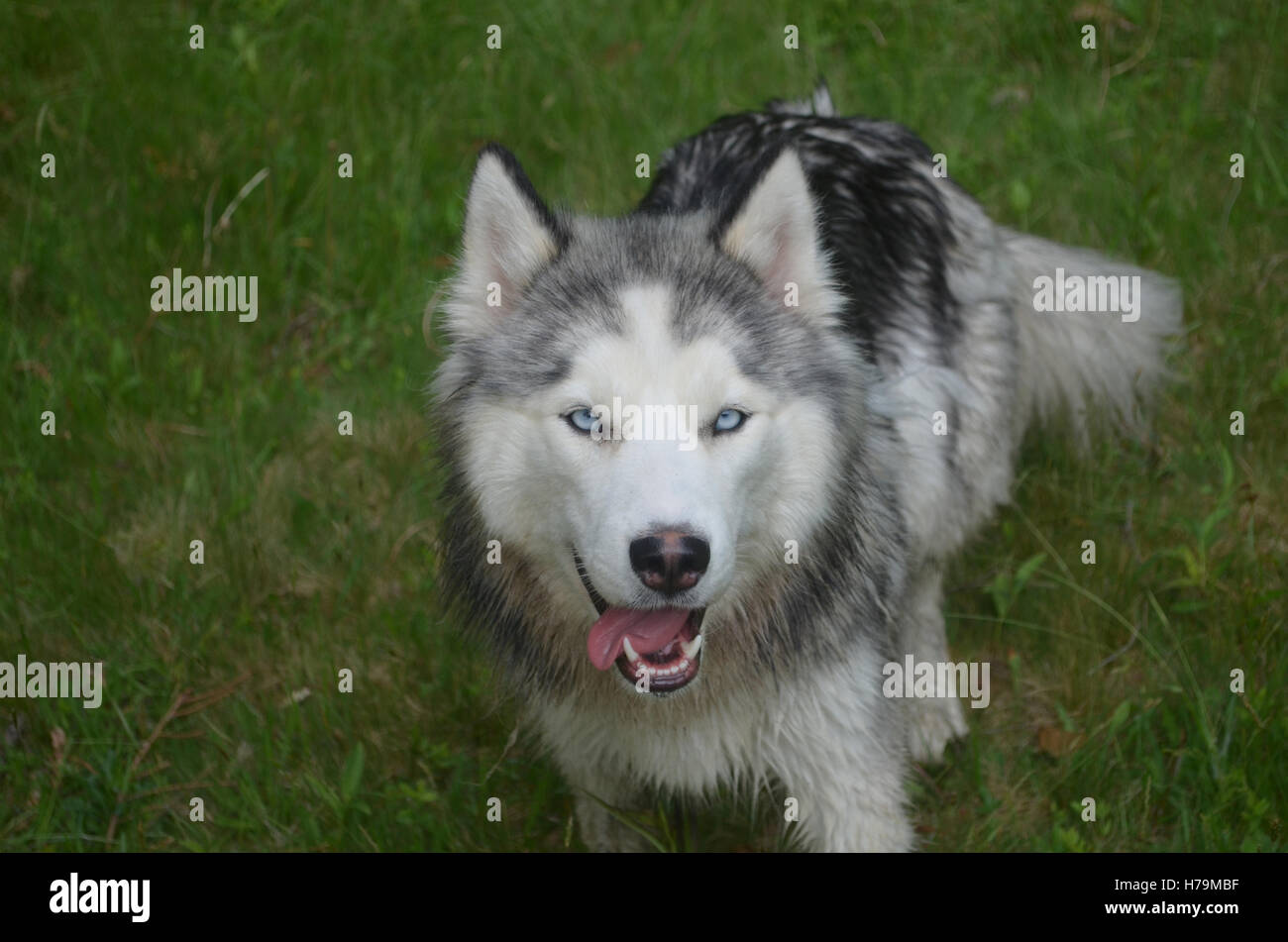 Very pretty Siberian husky dog in a grassy field Stock Photo - Alamy