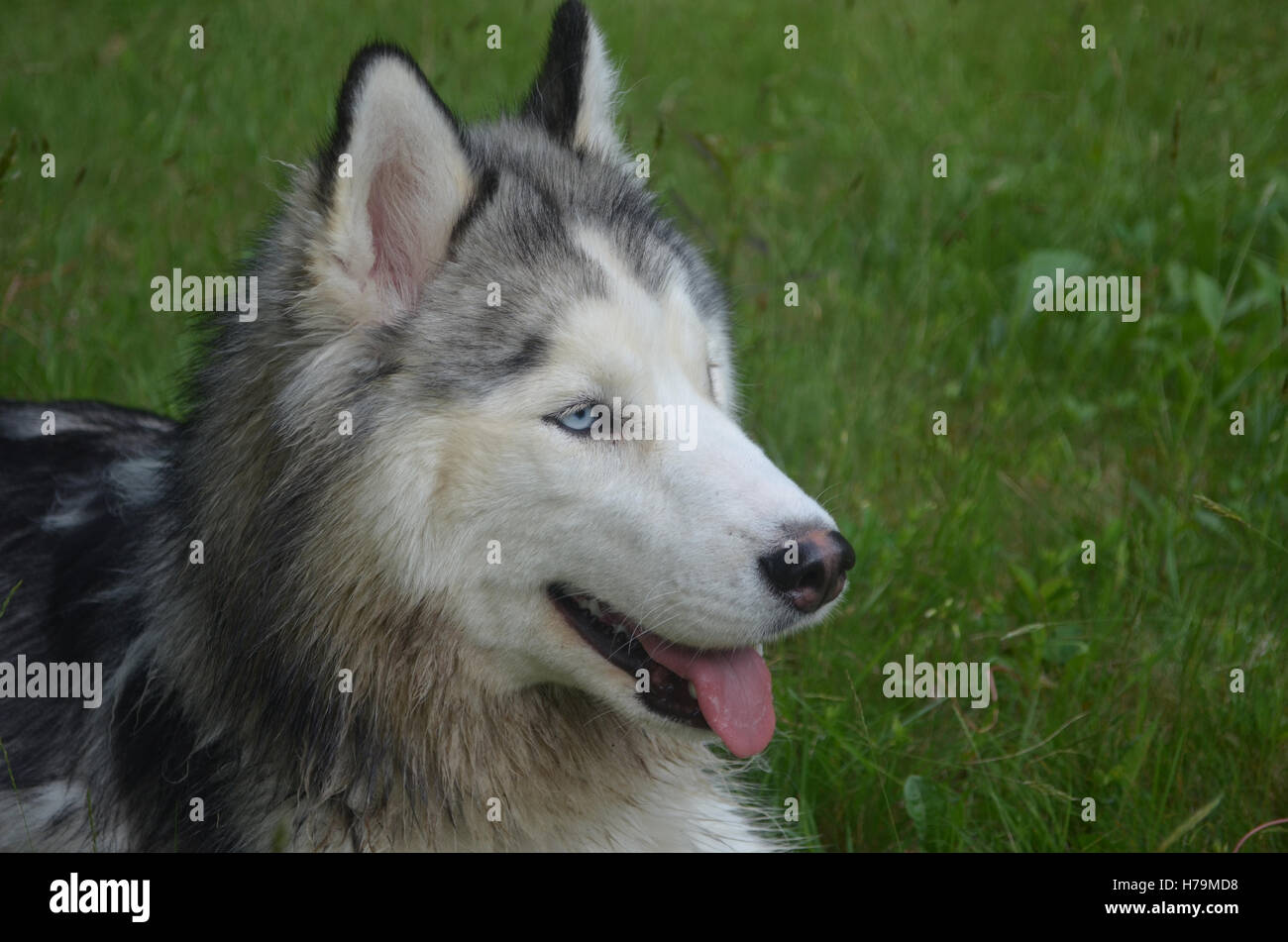Very pretty Siberian husky dog in a grass field Stock Photo - Alamy