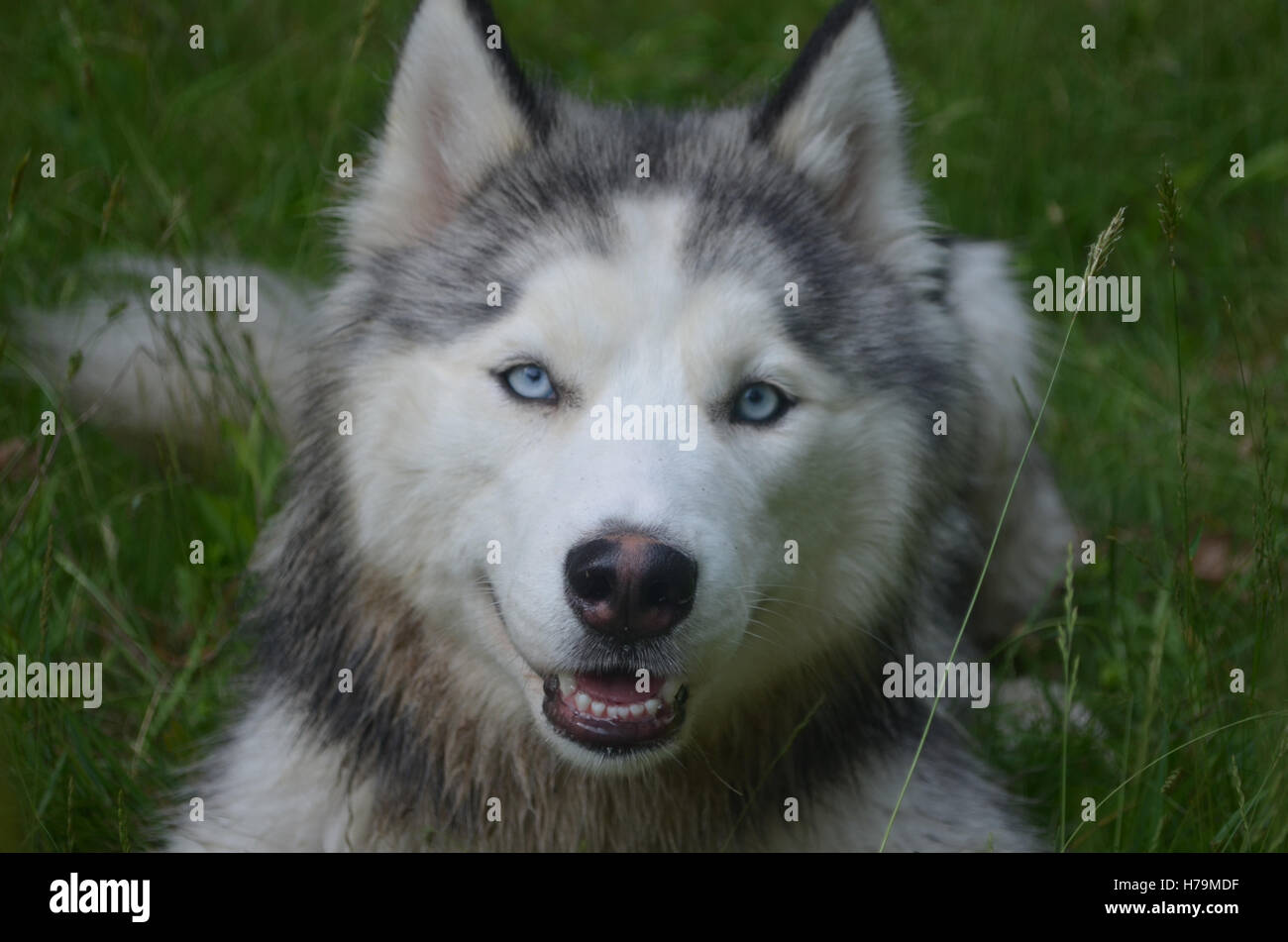Beautiful face of a Siberian husky dog up close Stock Photo - Alamy