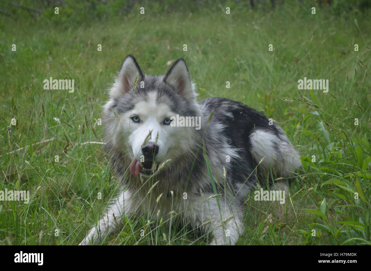 Siberian husky dog who is hot and tired Stock Photo - Alamy