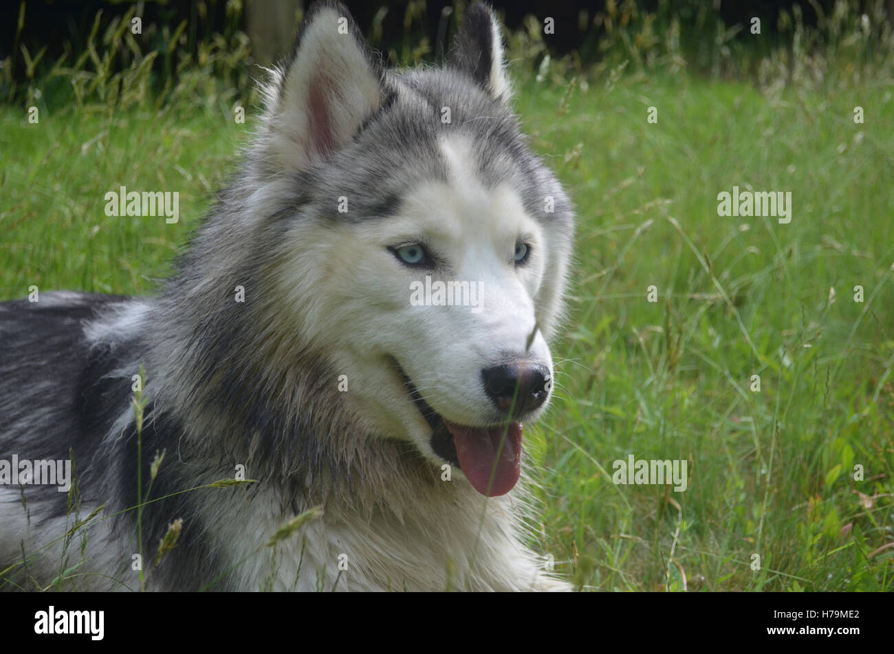 Adorable face of a Siberian husky dog Stock Photo - Alamy