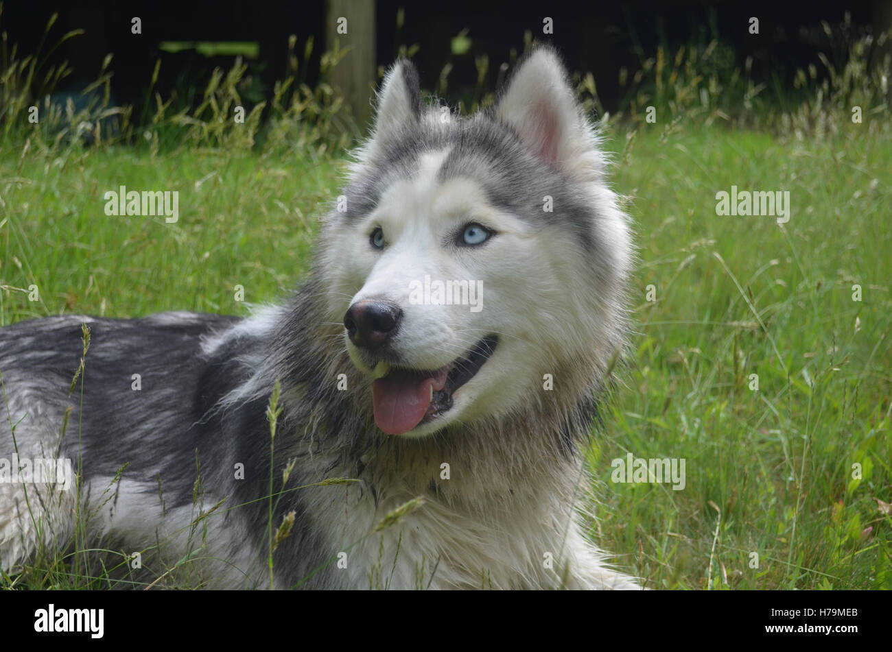 Cute Siberian husky dog resting in tall grass Stock Photo - Alamy