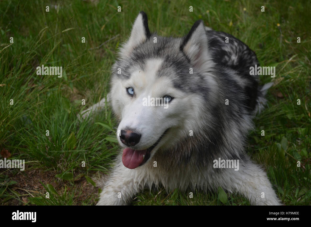 Very happy Siberian husky dog Stock Photo - Alamy