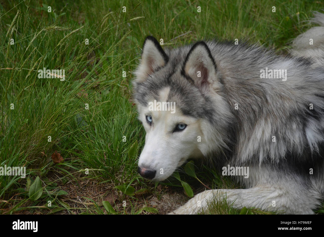 This Siberian husky dog looks very guilty Stock Photo - Alamy
