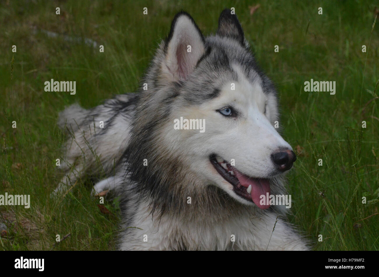 Pretty blue eyes on a Siberian husky dog Stock Photo - Alamy