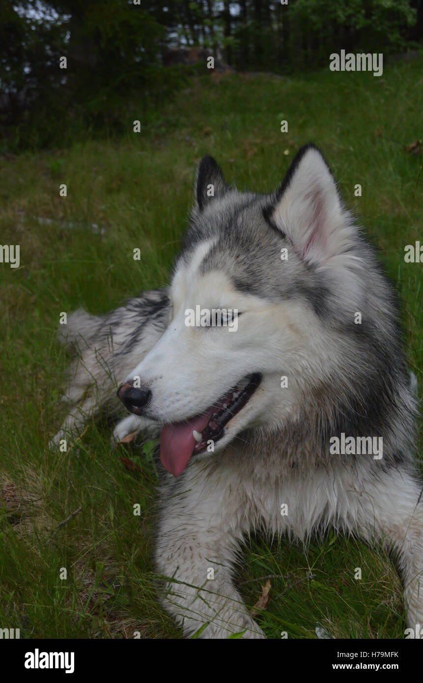 Siberian husky resting in tall grass Stock Photo - Alamy